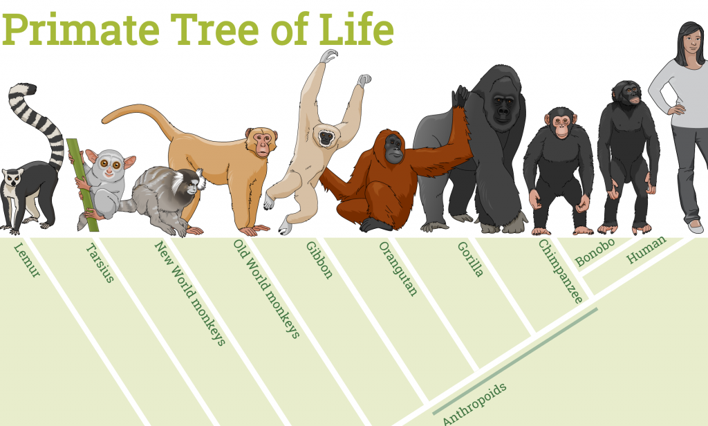 Infographics: Primates Family Tree - MTG