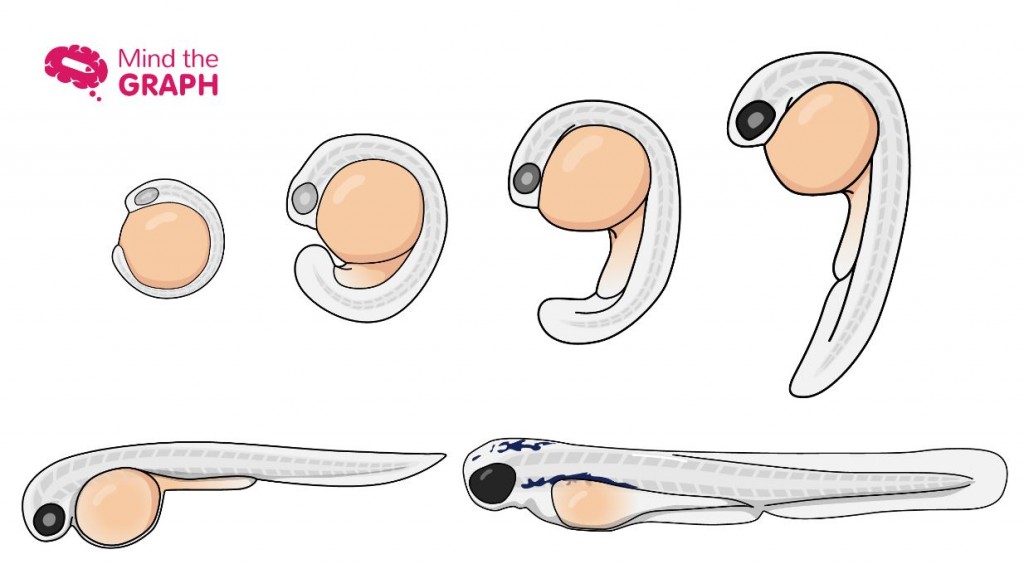 Scientific illustrations? Ask us! - Mind the Graph Blog