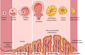 New scientific illustrations of gynecology and embryology