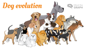 Dog evolution: A scientific infographic of our best friend - Mind the ...