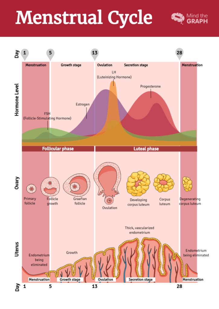 Nuevas ilustraciones científicas de ginecología y embriología