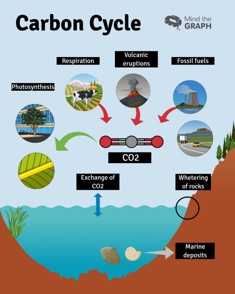 Carbon cycle and greenhouse effect - A scientific infographic