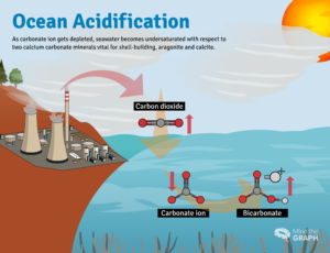 Consequences of ocean acidification on marine animals - Mind the Graph Blog