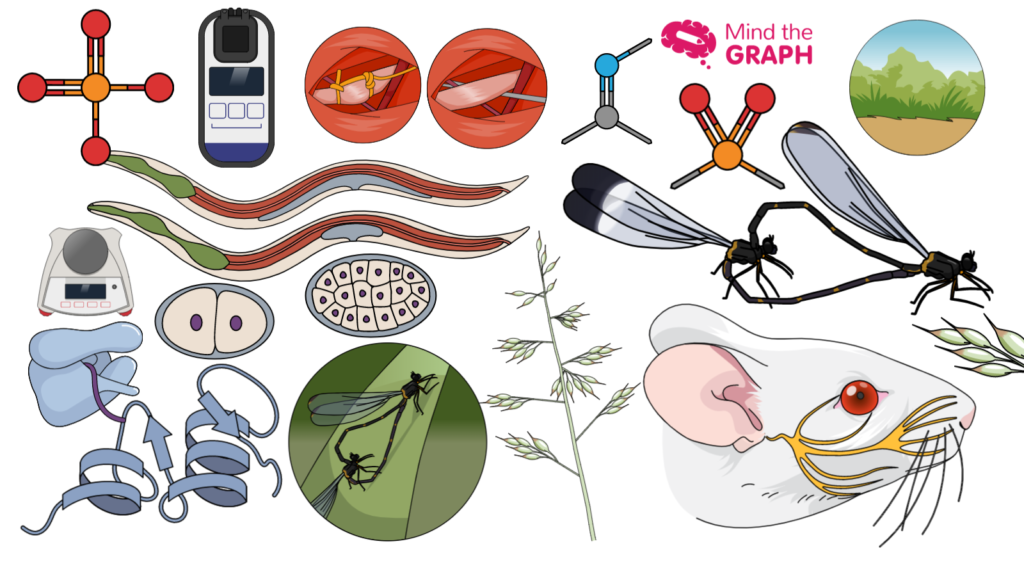 #19 New scientific illustrations of the week - Mind the Graph Blog