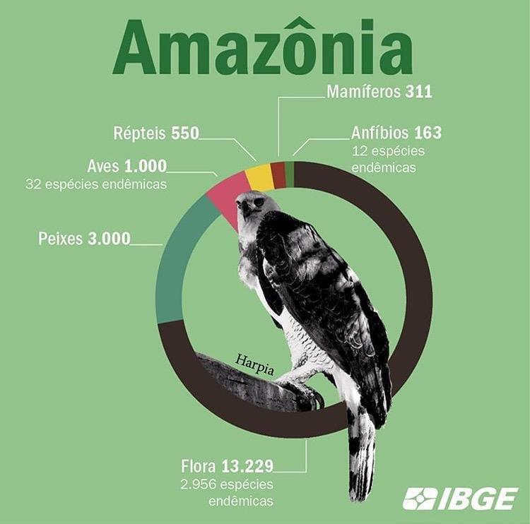 Brazilian biodiversity in stunning infographics