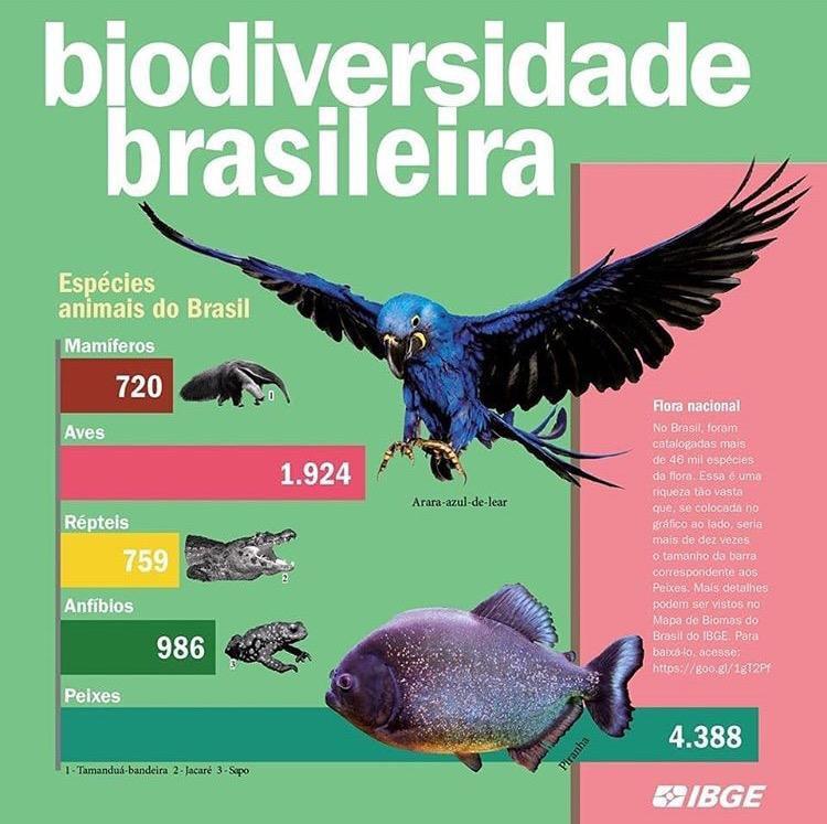 Brazilian biodiversity in stunning infographics