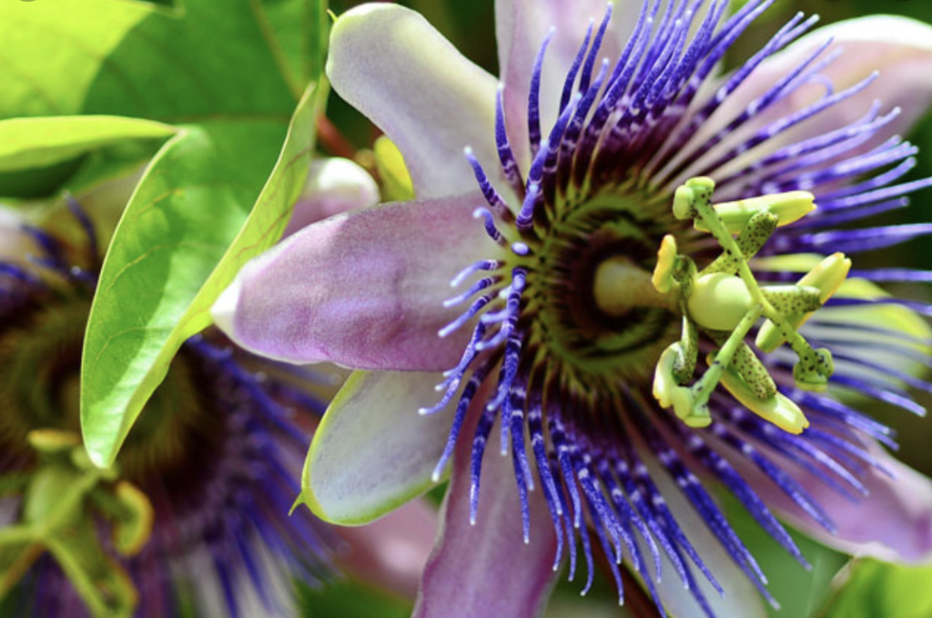 Biodiversiteten i Amazonas' regnskov i billeder - Mind the Graph Blog