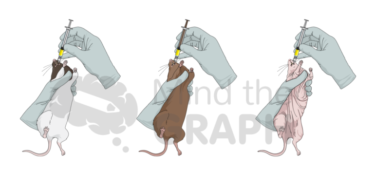 rat_gavage_scientific_illustrations - Mind the Graph Blog