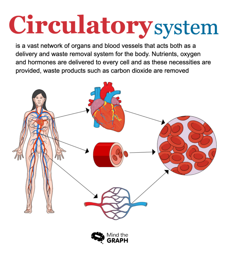 Understanding atherosclerosis through medical illustrations - Mind the ...