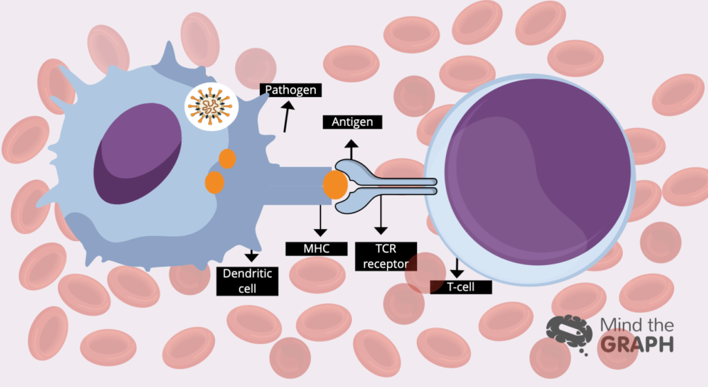 New scientific data: time is the immune cell response