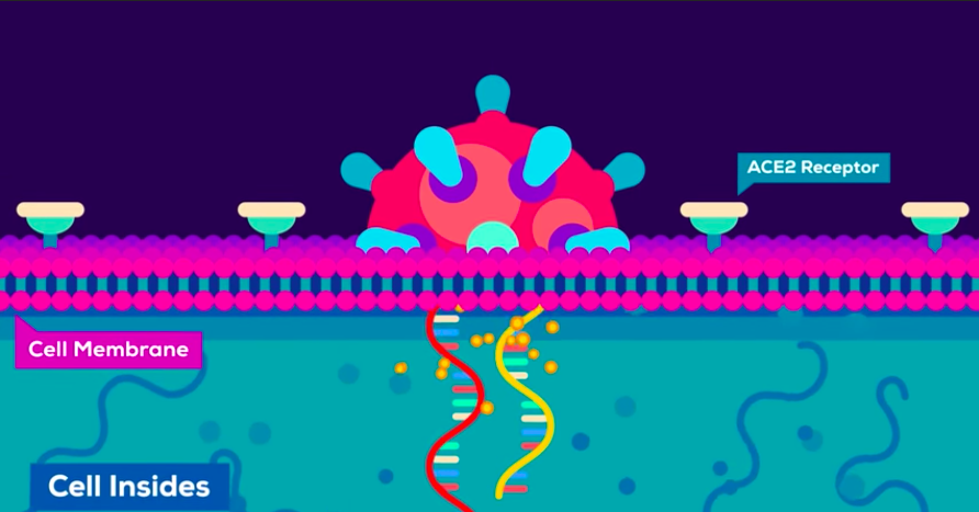Coronavirus outbreak animated infographic - Mind the Graph blog