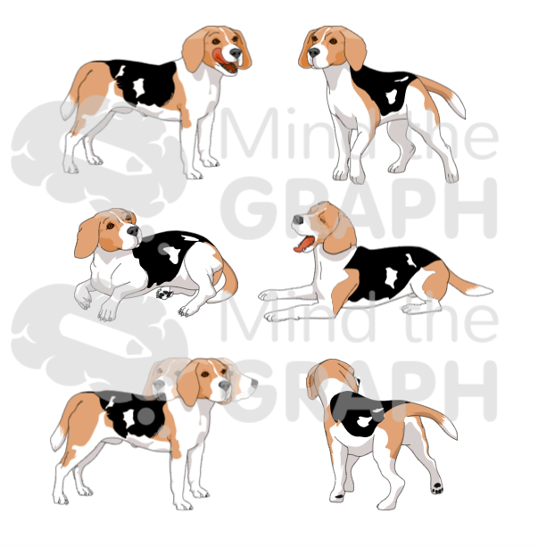 Beagle dogs - Scientific illustrations #42 - Mind the Graph Blog