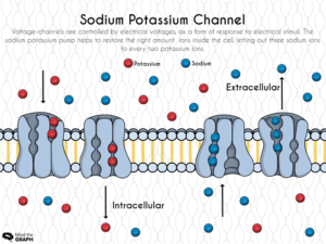 sodium-potassium-channel - Mind the Graph Blog