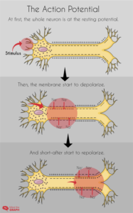 Neuron Action Potential Circuit