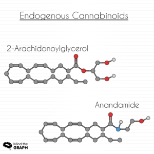 The Cannabis World - The Endocannabinoid System - Mind the Graph Blog