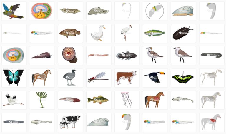 Scientific illustration: The key to a world of visual science - MTG