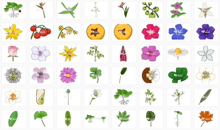 Scientific illustration: The key to a world of visual science - MTG