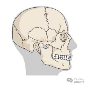Anatomik Pozisyon: Terminolojiyi anlamak