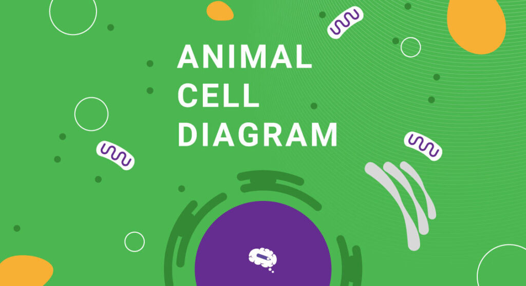Diagramme d'une cellule animale : Qu'est-ce que c'est, structure et types