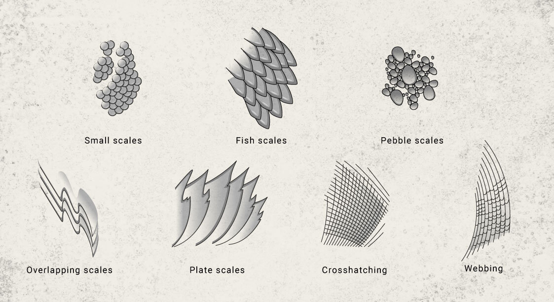 What Exactly Is Dragon Anatomy, And What Is It Based On?