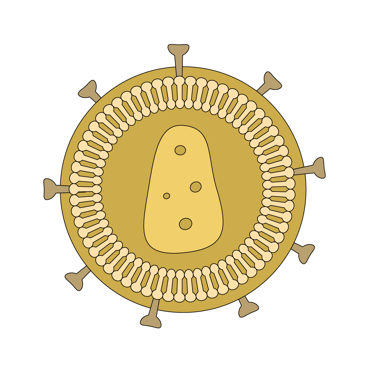 Learn About The 8 Viruses That Can Cause Cancer