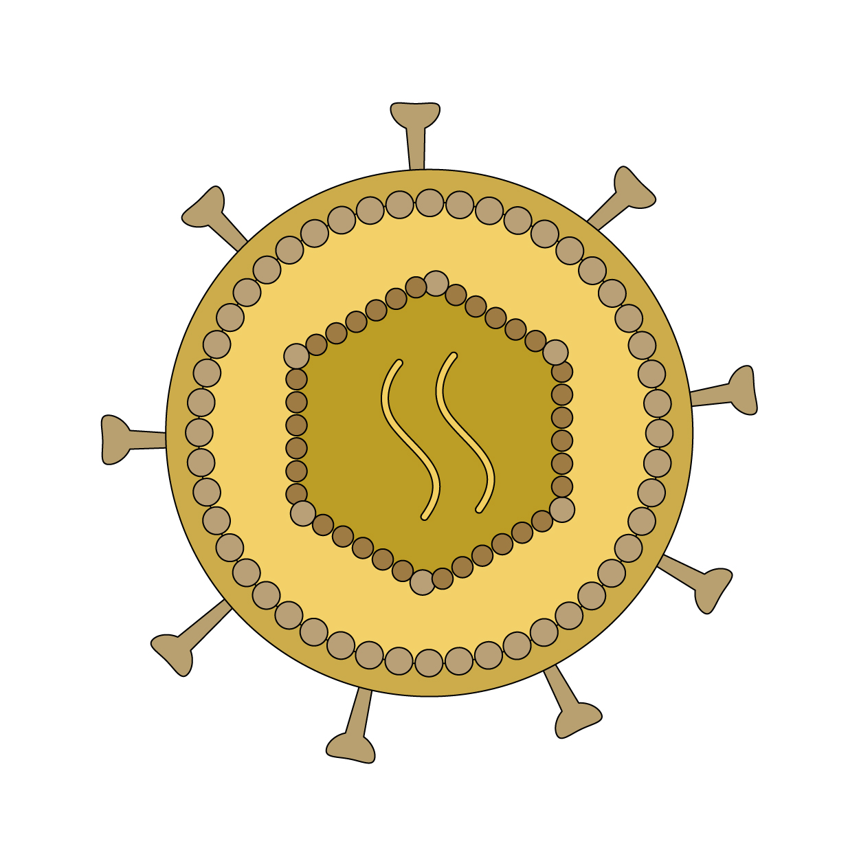 Learn About The 8 Viruses That Can Cause Cancer