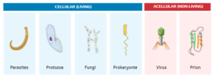 Explore the Different Methods for Identifying Pathogens