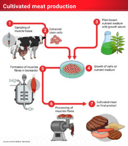 What is Cultivated Meat? A Guide to Lab-Grown Meat