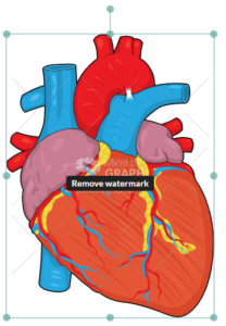 How to use Mind The Graph's scientific illustrations without watermark ...