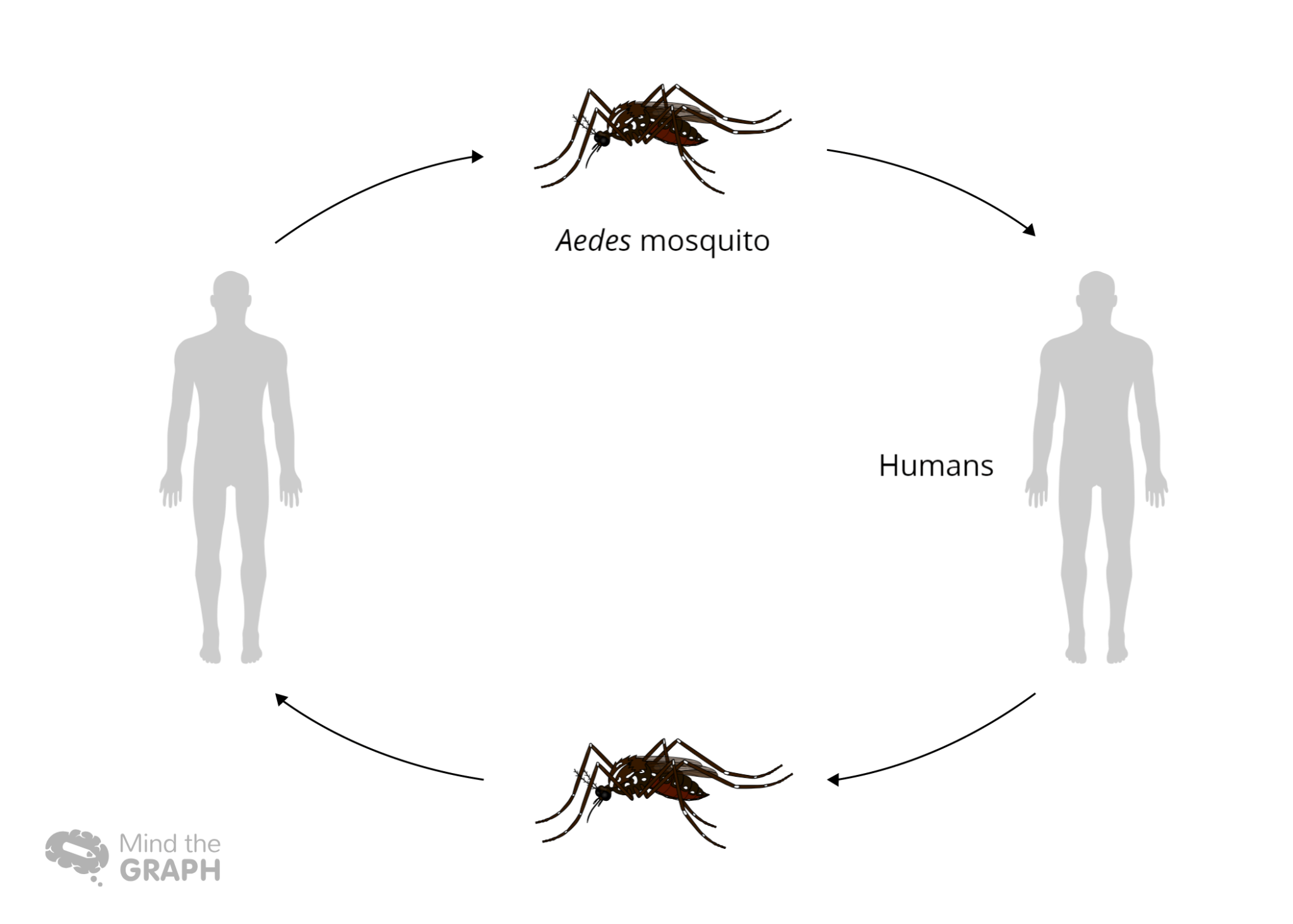 What Is Dengue: Understanding The Mosquito-Borne Threat