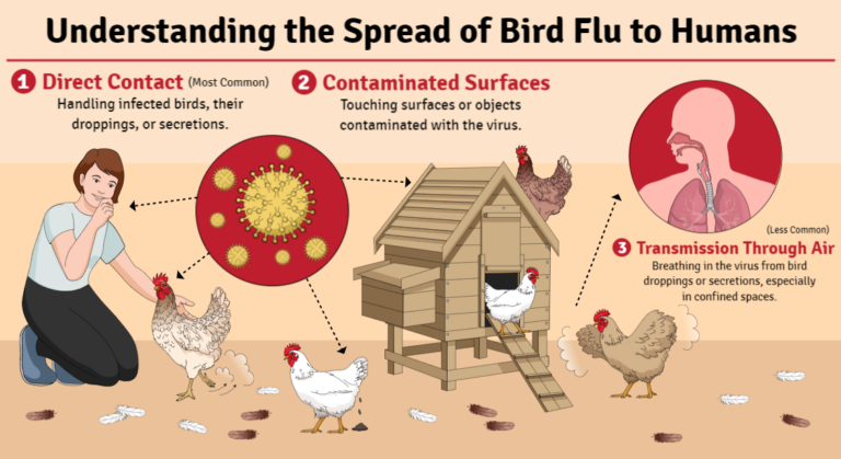 The Impact of Bird Flu: Understanding Avian Influenza